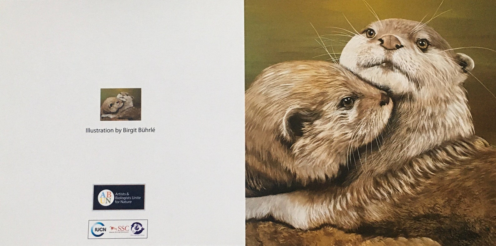 4 Otter Cards That Help Otters - Etsy