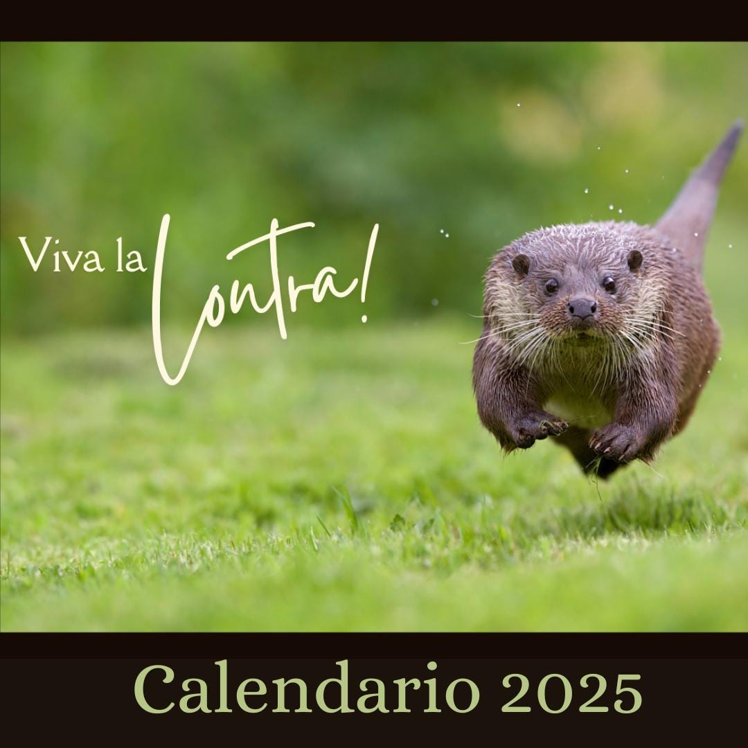 2025 Otter Calendar Italian - Etsy