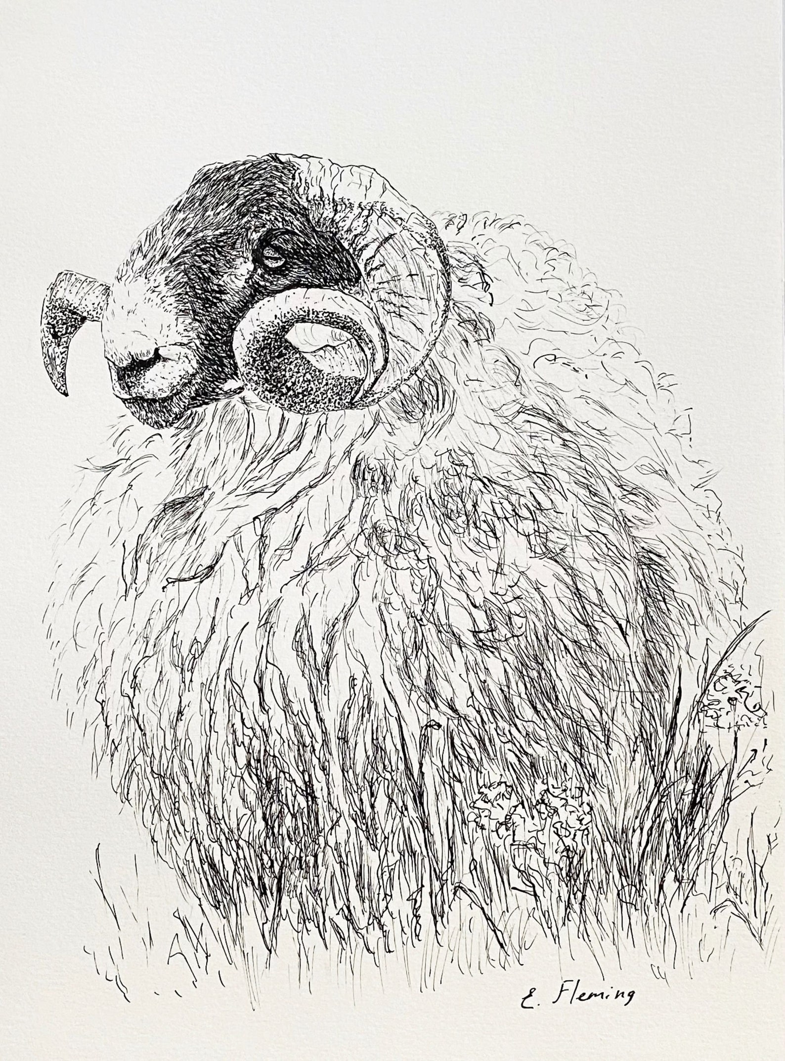 Animals Drawings in Ink, Fox Portrait in Ink, Sheep Ink Drawing ...