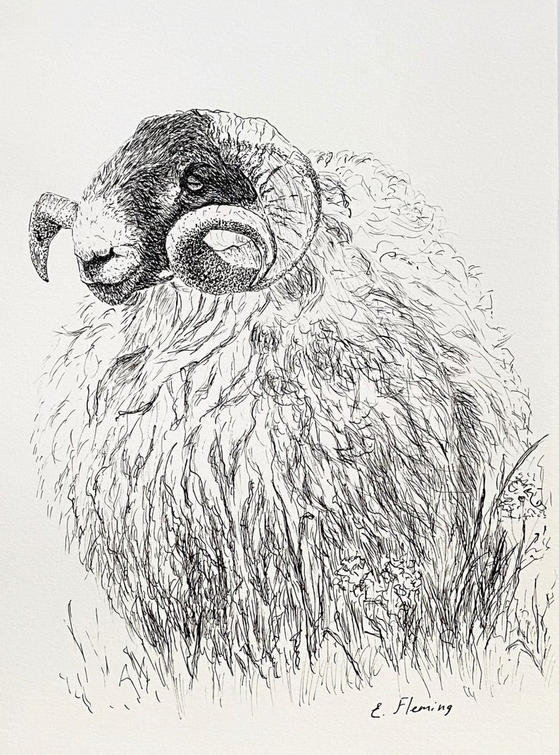 Animals Drawings in Ink, Fox Portrait in Ink, Sheep Ink Drawing ...