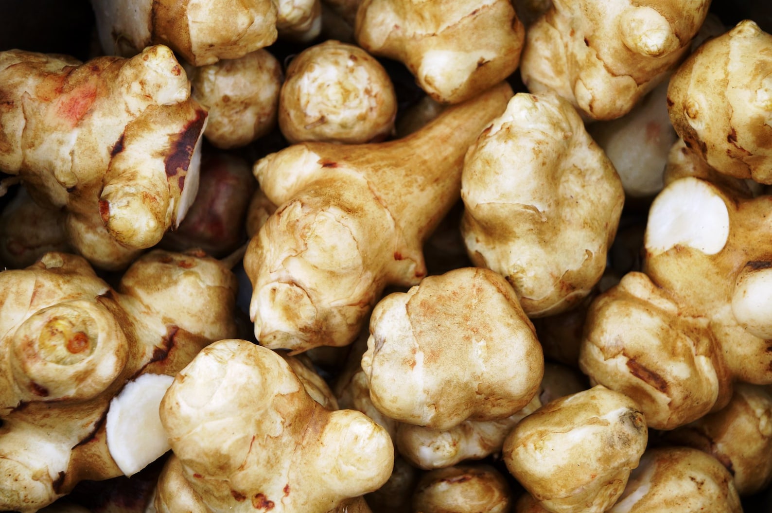 Jerusalem Artichoke Sunchoke tubers Helianthus tuberosus | Etsy