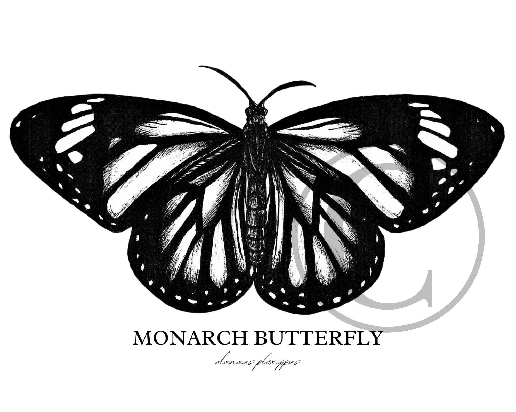 Monarch Butterfly Etching - High Quality ART PRINT - by Carson ...