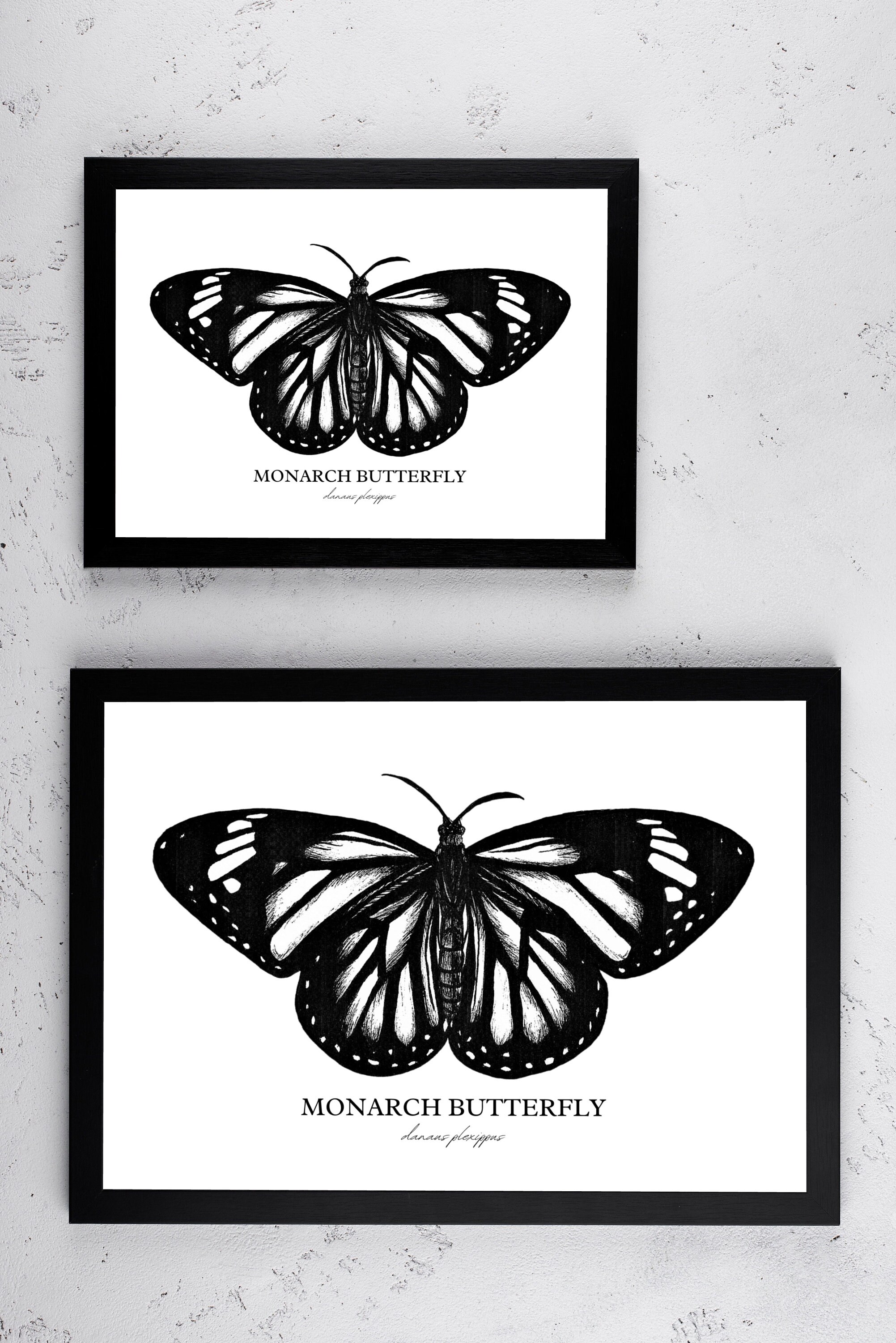 Monarch Butterfly Etching - High Quality ART PRINT - by Carson ...
