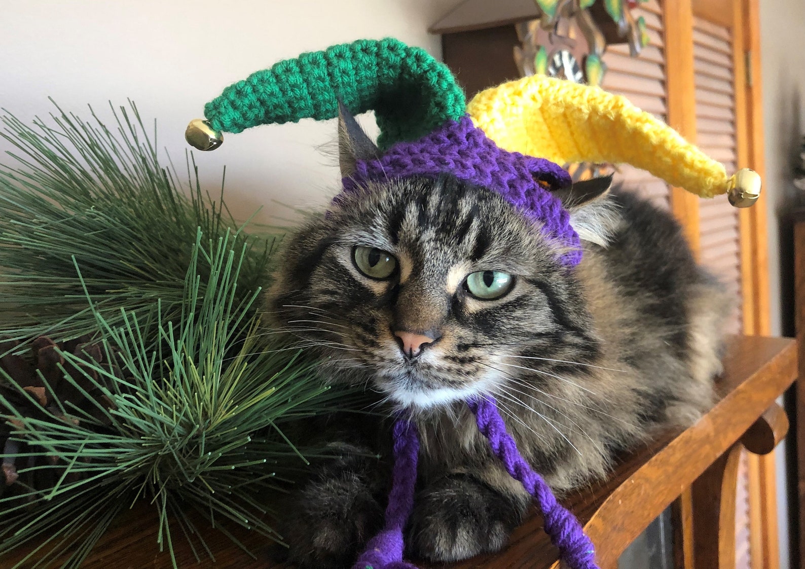 Mardi Gras Court Jester Jester Hats for Cats Cat Costumes - Etsy UK