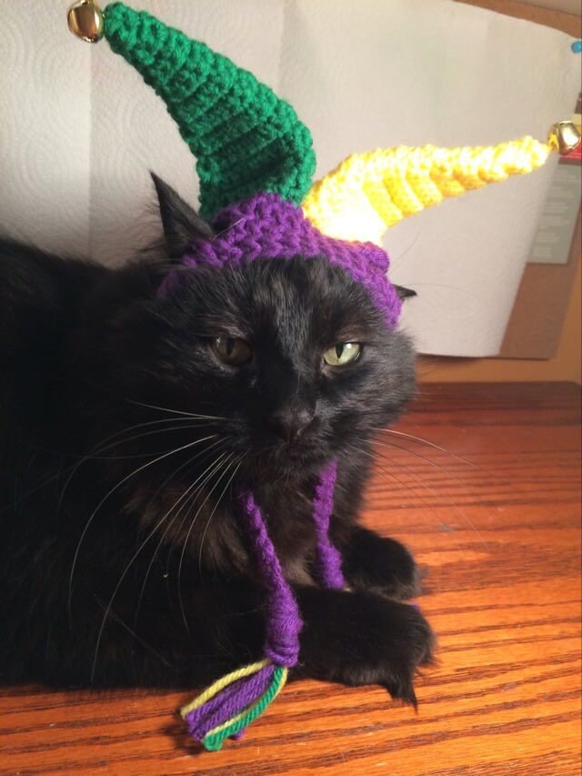 Mardi Gras, Jester, Hats for Cats, Cat Costumes, Pet Costumes, Cat Hat ...