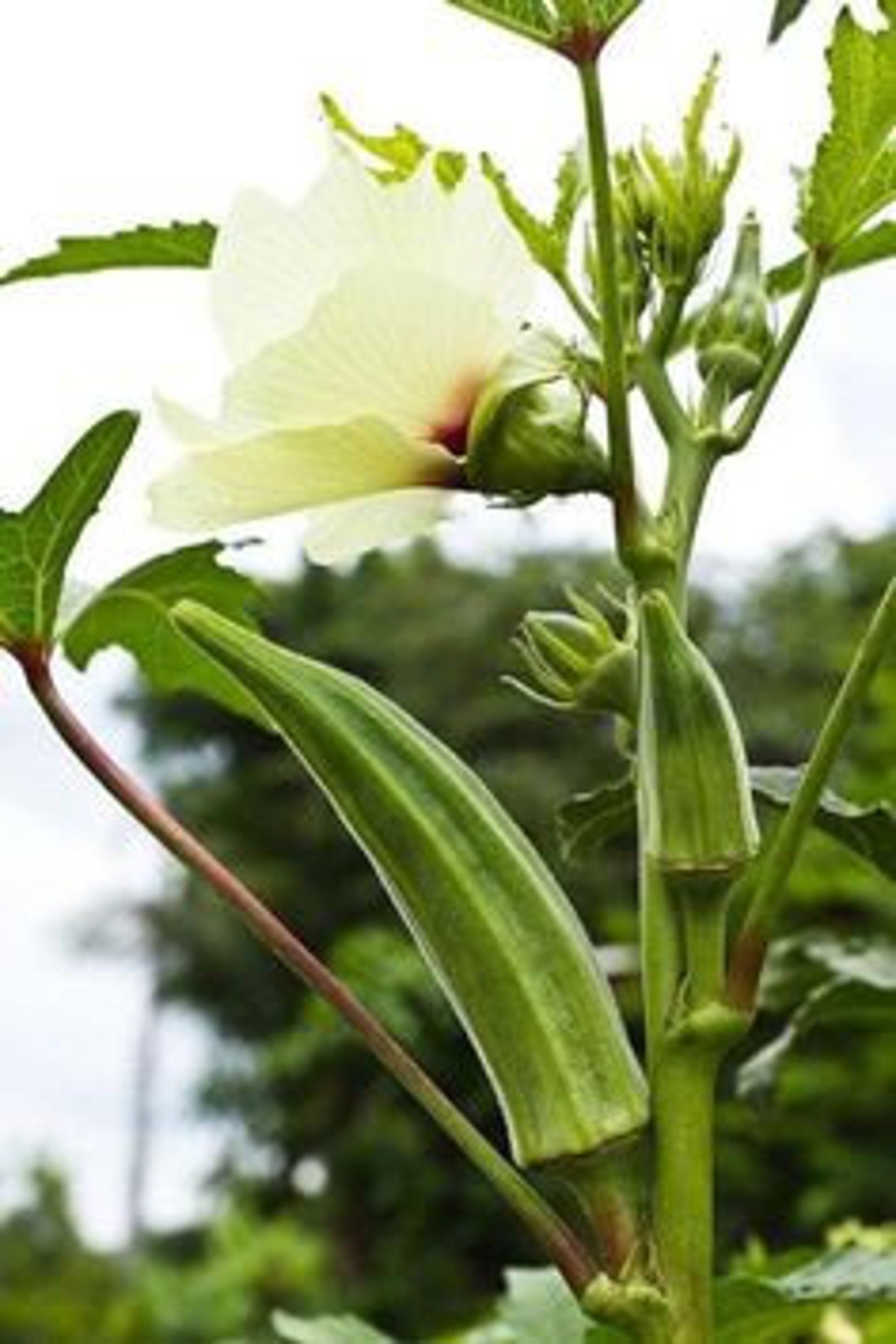 40+PERKINS DWARF OKRA Seeds Organic Non Gmo Open Pollenated Compact 4 ...