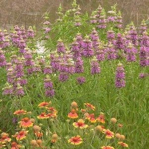 300+LEMON MINT Seeds Annual Native Wildflower Edible Medicinal Plant ...
