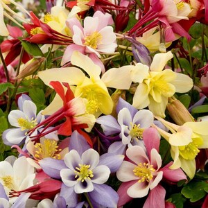 100+COLUMBINE MIX Seeds Perennial Native Wildflower Aquilegia Shade ...