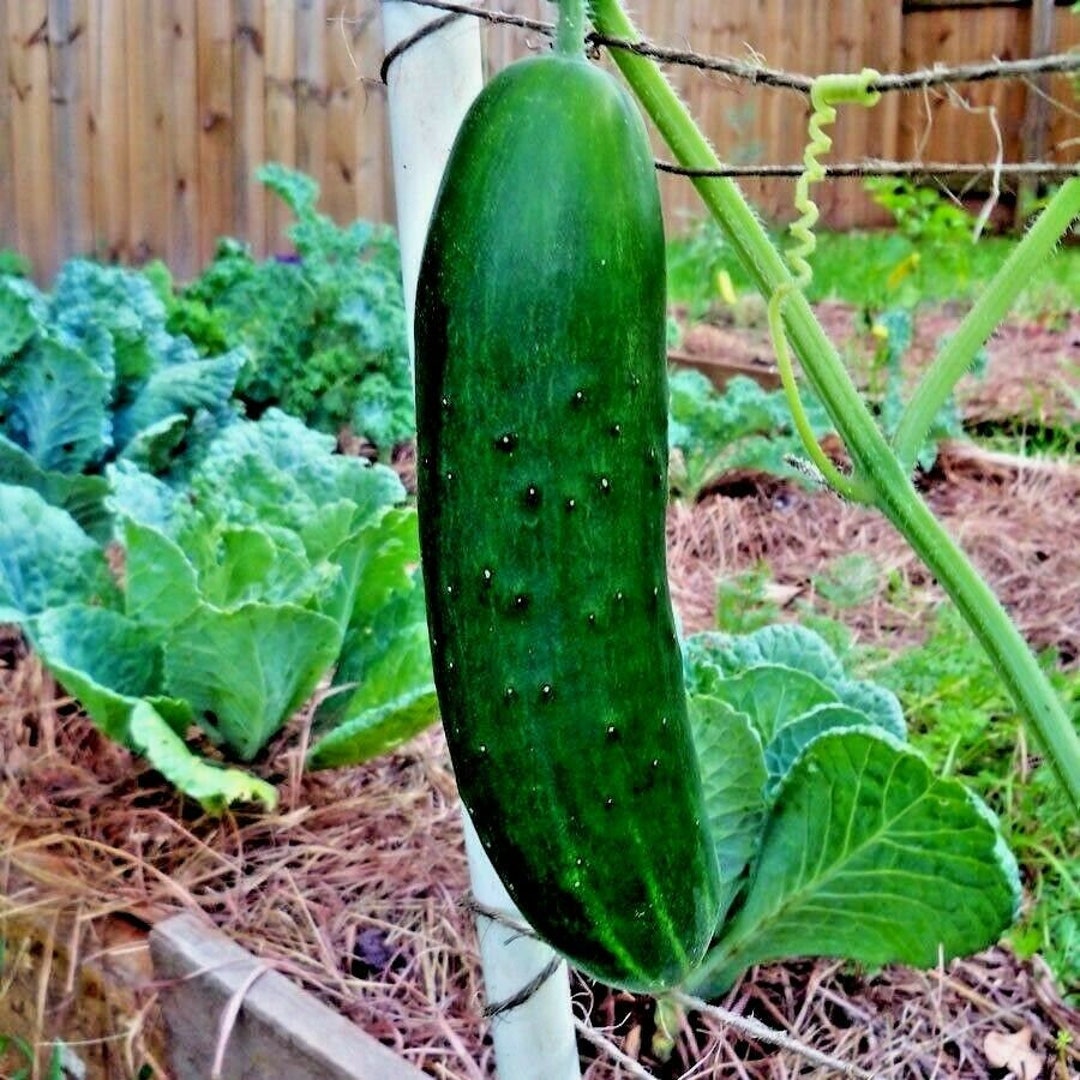 40+BEIT ALPHA CUCUMBER Seeds Organic Non Gmo Self Pollinating ...