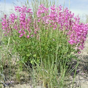 50+UTAH Northern SWEETVETCH Flower Seeds Native Wildflower Drought Heat ...