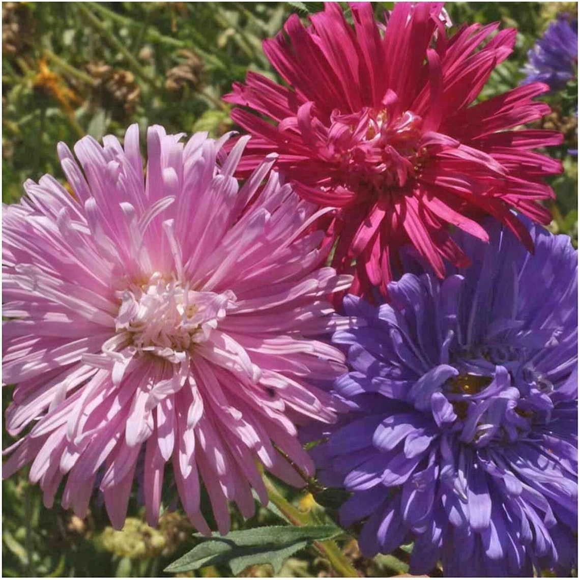 250+CHINA Aster "powder Puff" Mix Seeds Cut Flowers Garden/containers ...