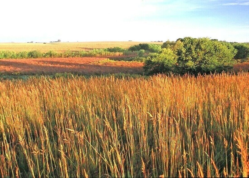 500+INDIAN GRASS Seeds Native Prairie Grass Wildflower Clumping ...