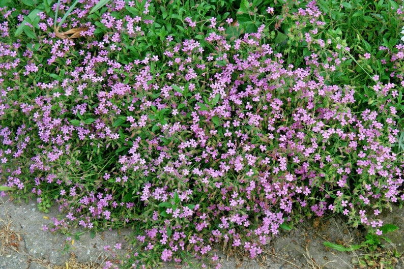 500+PINK ROCK SOAPWORT Seeds Perennial Wildflower Groundcover Trailing ...