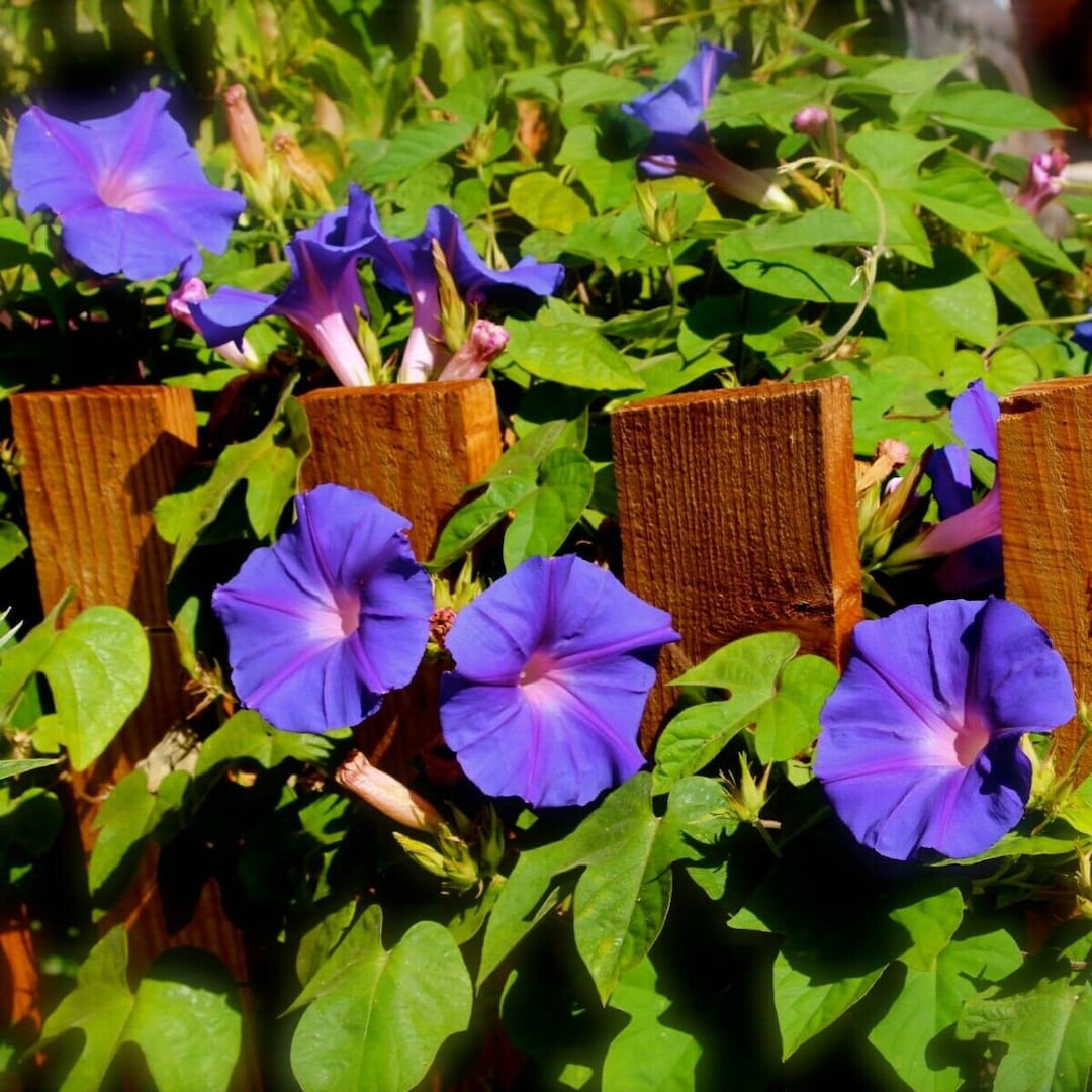 200+purple GRANDPA OTT MORNING Glory Seeds Climbing Flowering Vine Heat ...