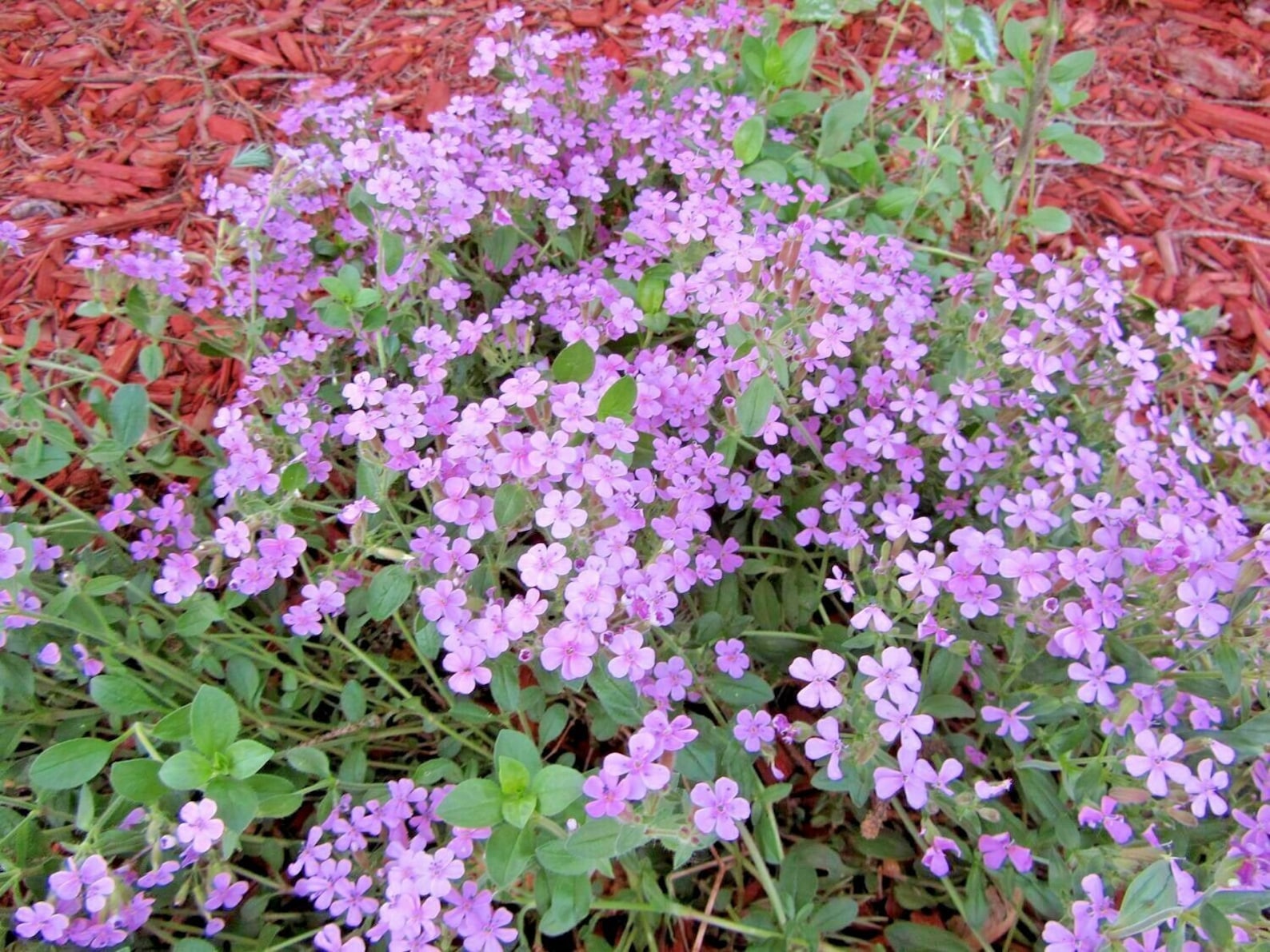 500+PINK ROCK SOAPWORT Seeds Perennial Wildflower Groundcover Trailing ...