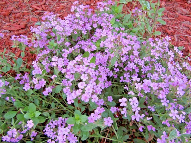 500+PINK ROCK SOAPWORT Seeds Perennial Wildflower Groundcover Trailing ...