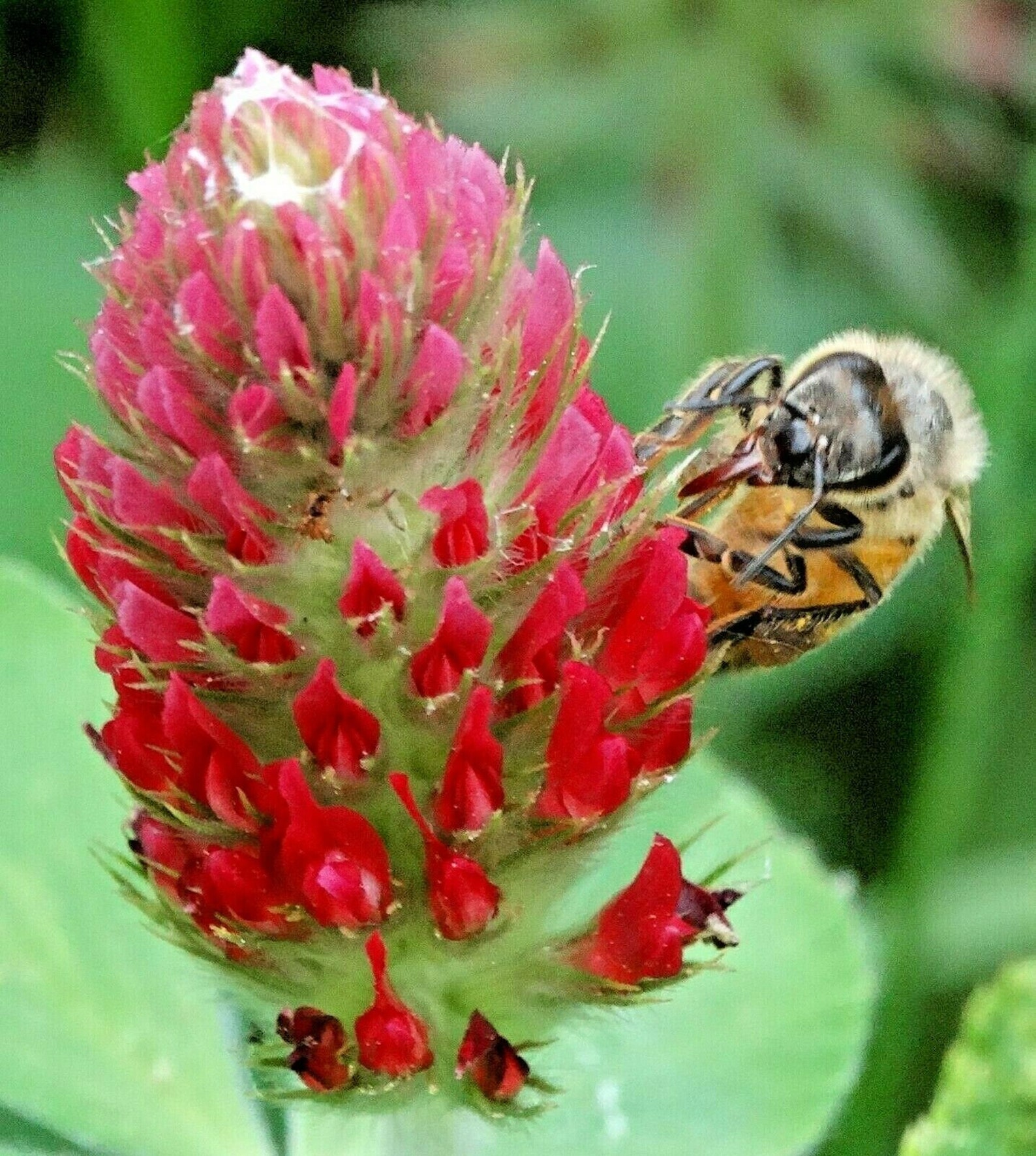 1000+CRIMSON CLOVER Seeds Native Wildflower Groundcover Flower Garden ...