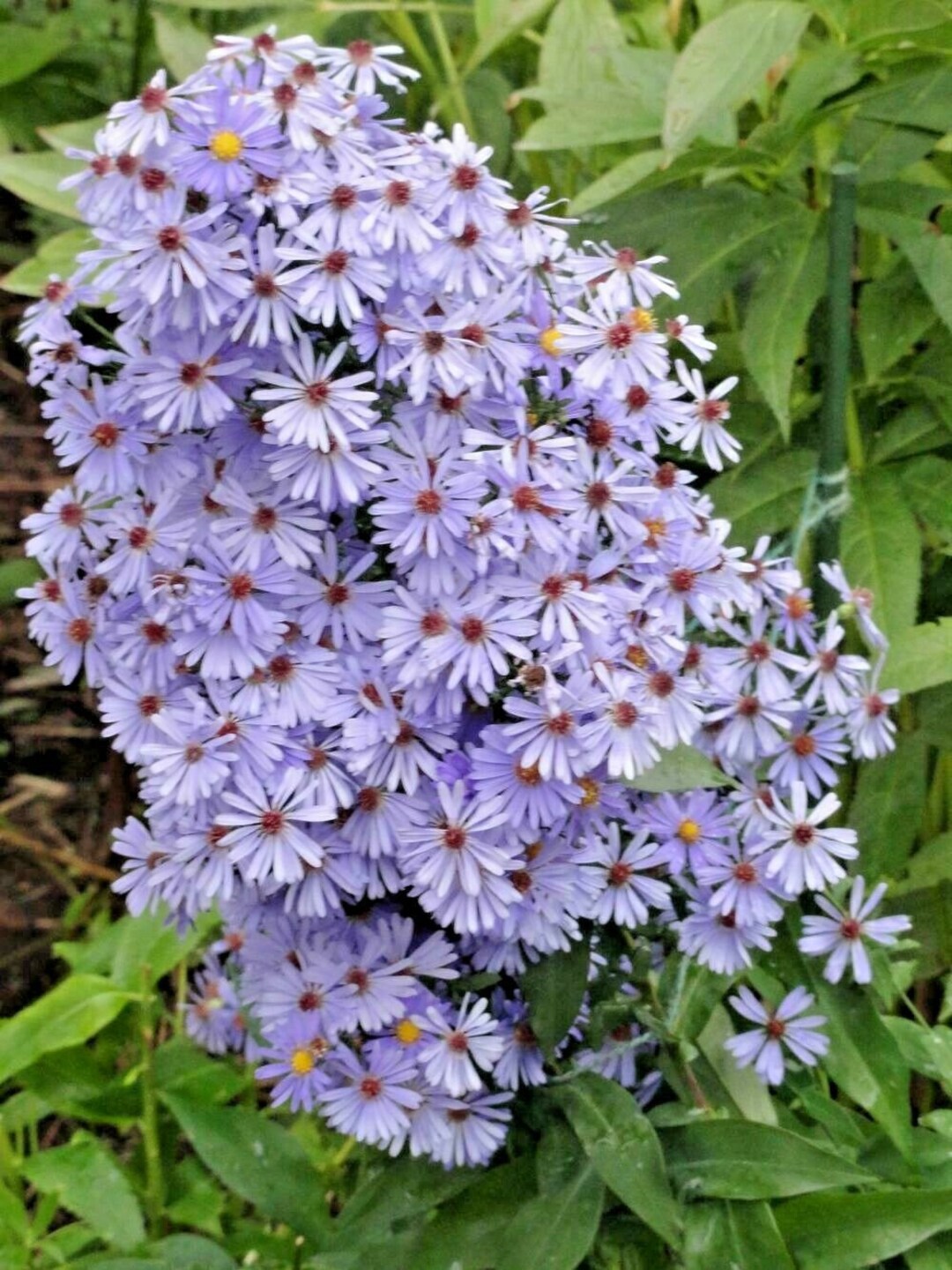100+SMOOTH BLUE ASTER Flower Seeds Native Wildflower Fall Blooms ...