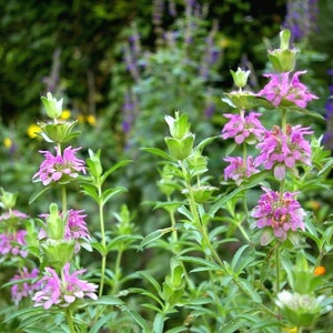 300+LEMON MINT Seeds Annual Native Wildflower Edible Medicinal Plant ...