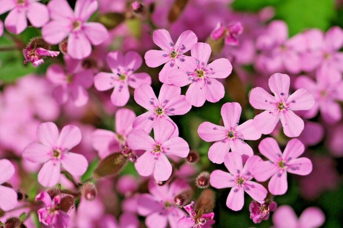 500PINK ROCK SOAPWORT Seeds Perennial Groundcover Wildflower - Etsy