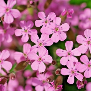 500+PINK ROCK SOAPWORT Seeds Perennial Wildflower Groundcover Trailing ...