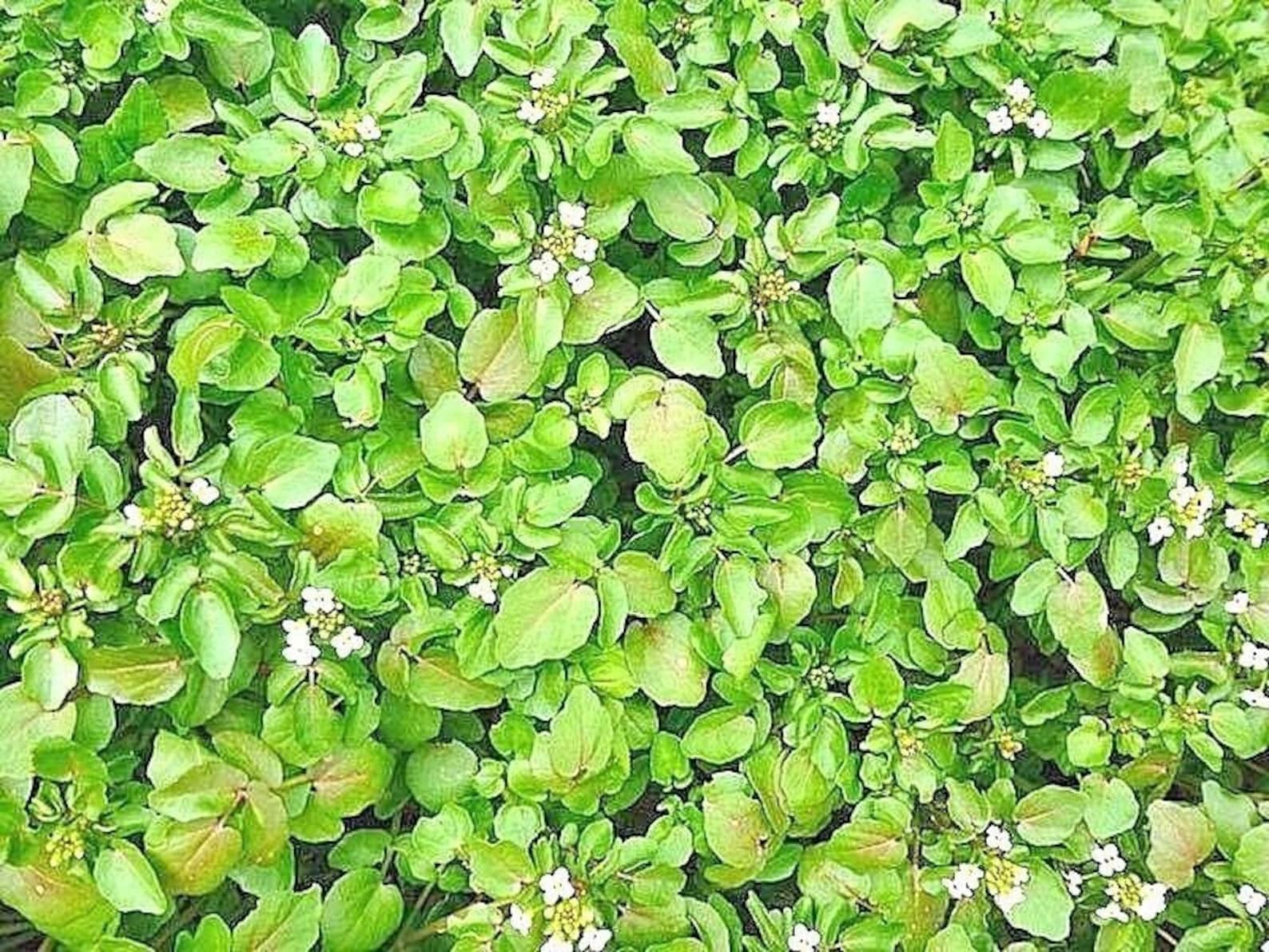 1 OZ=20,000 TRUE WATERCRESS Seeds Organic Non Gmo Spring Fall Garden ...