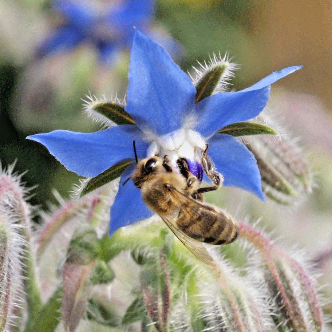 130+BORAGE Seeds Organic Herb Native Wildflower Edible Plant Summer ...