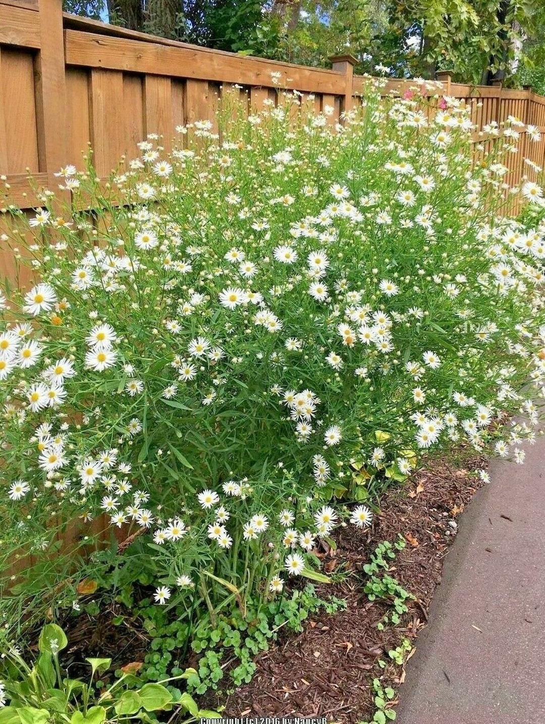 200+FALSE ASTER Seeds Perennial Native Wildflower Poor Soils Heat Cold ...