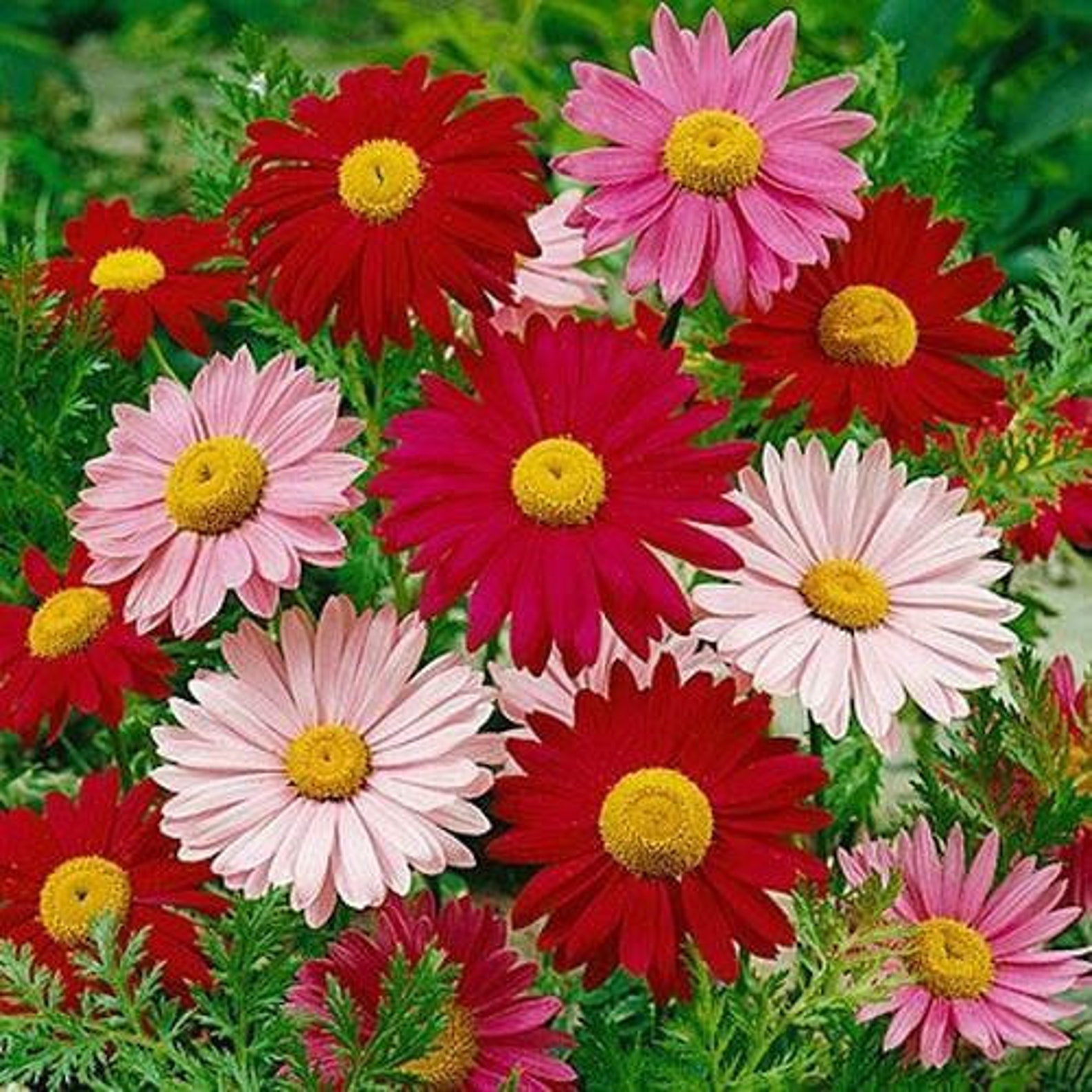 100+ROBINSON'S GIANT MIX Daisy Flower Seeds Perennial Poor Soils Heat ...