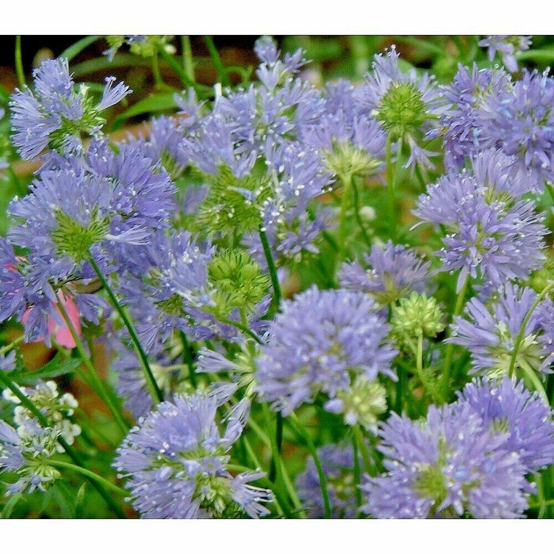 400+GLOBE GILIA THIMBLE Flower Seeds Annual Native Wildflower Drought ...