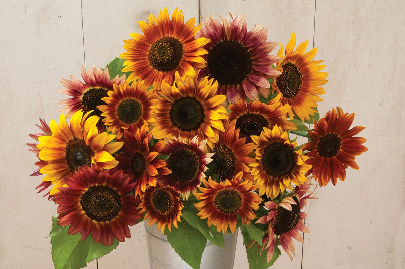 50+AUTUMN BEAUTY Mix SUNFLOWER Seeds Native Wildflower Cut Flowers ...