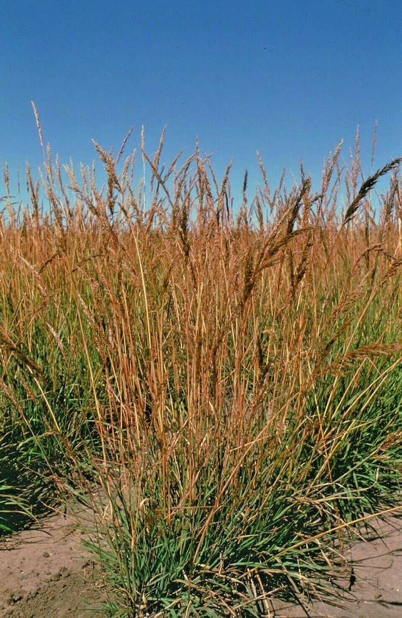 500+INDIAN GRASS Seeds Native Prairie Grass Wildflower Clumping ...