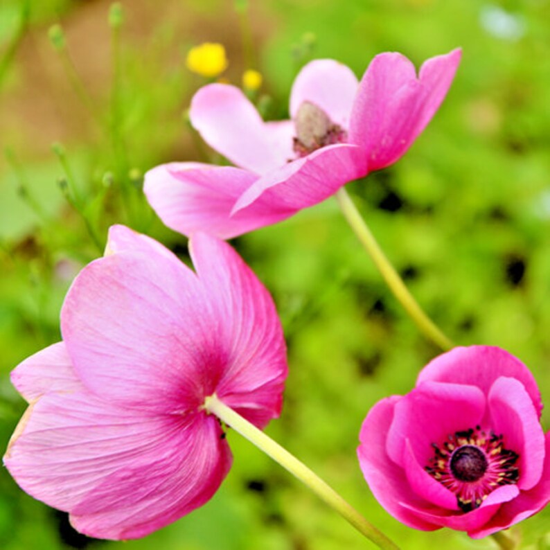 1000+CARMINE KING CALIFORNIA Poppy Seeds Annual Native Wildflower Patio ...