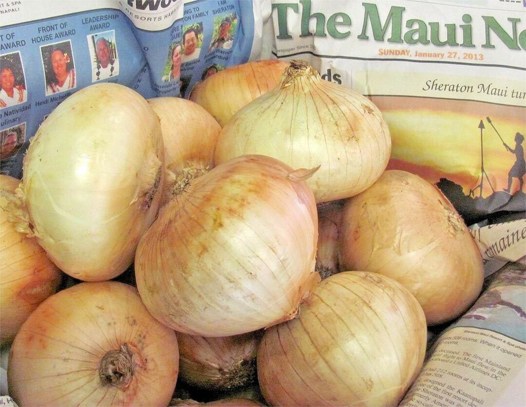 200+MAUI SWEET ONION Seeds Organic Short Day Spring Fall Heirloom ...