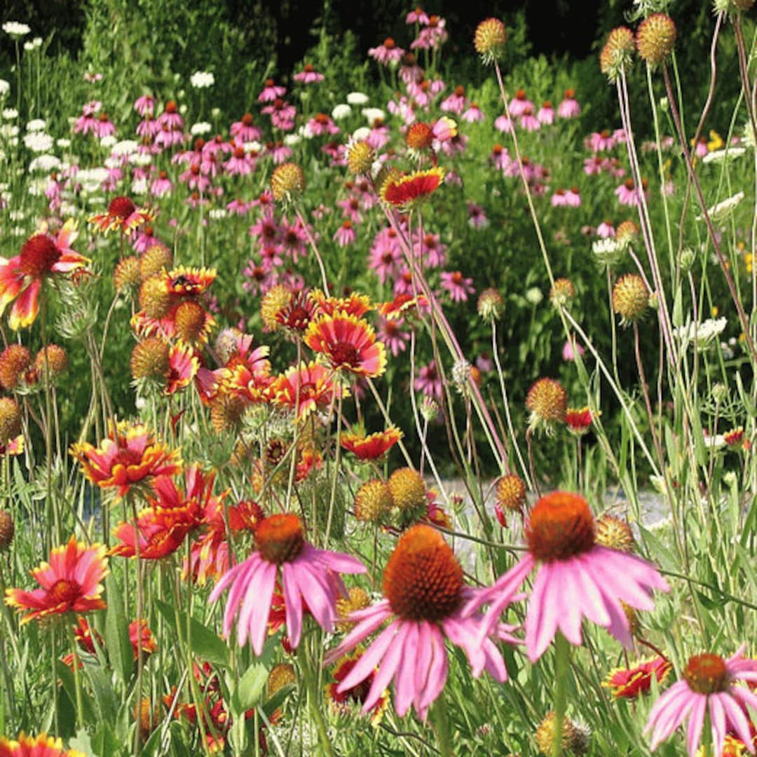 2000+NATIVE PERENNIAL WILDFLOWER Mix Seeds 17 Varieties Pollinators Cut ...
