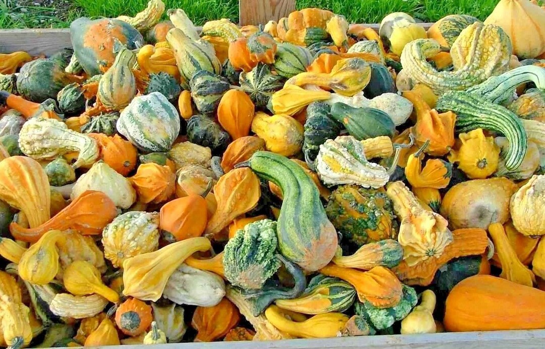50+SMALL MIXED GOURDS Seeds Hard Shell Type Crafts Summer Fall Garden ...