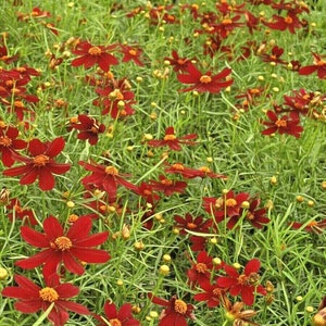 2000+dwarf RED PLAINS COREOPSIS Seeds Annual Native Wildflower 16"tall ...