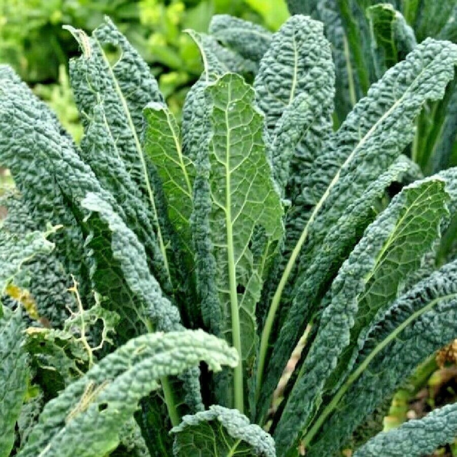 600+LACINATO Dinosaur KALE Seeds Organic Non Gmo Spring Fall Vegetable ...