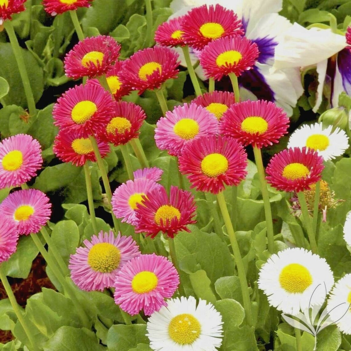 400ENGLISH DAISY MIX Flower Seeds European Wildflower Early - Etsy