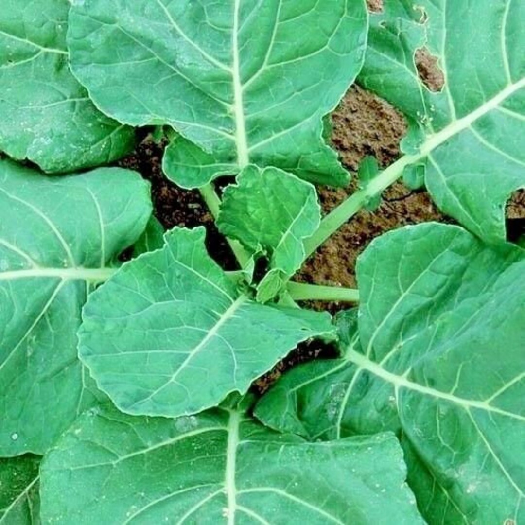 1 Oz VATES COLLARD GREENS Seeds Organic Heirloom Native Vegetable ...