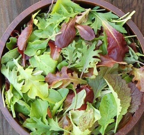 1 Oz GOURMET MESCLUN MIX Seeds Organic Sprouts Microgreens Salad Garden ...