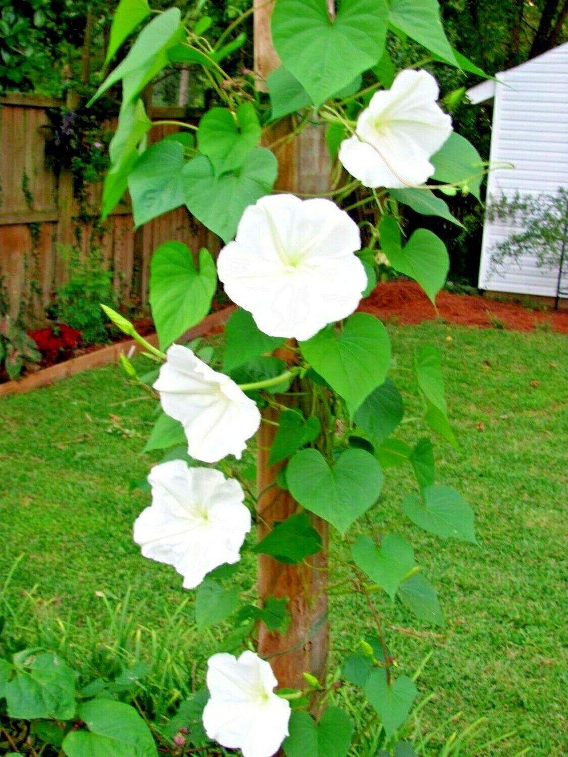 20+MOONFLOWER Seeds Wildflower Climbing Flowering Vine Night Blooms ...