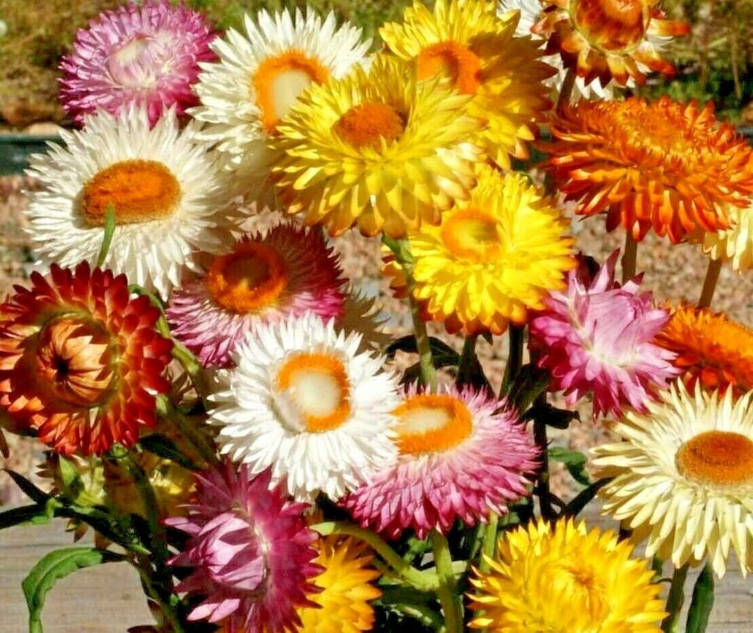 400+TALL STRAWFLOWER MIX Seeds Annual Paper Daisy Everlastings Cut ...