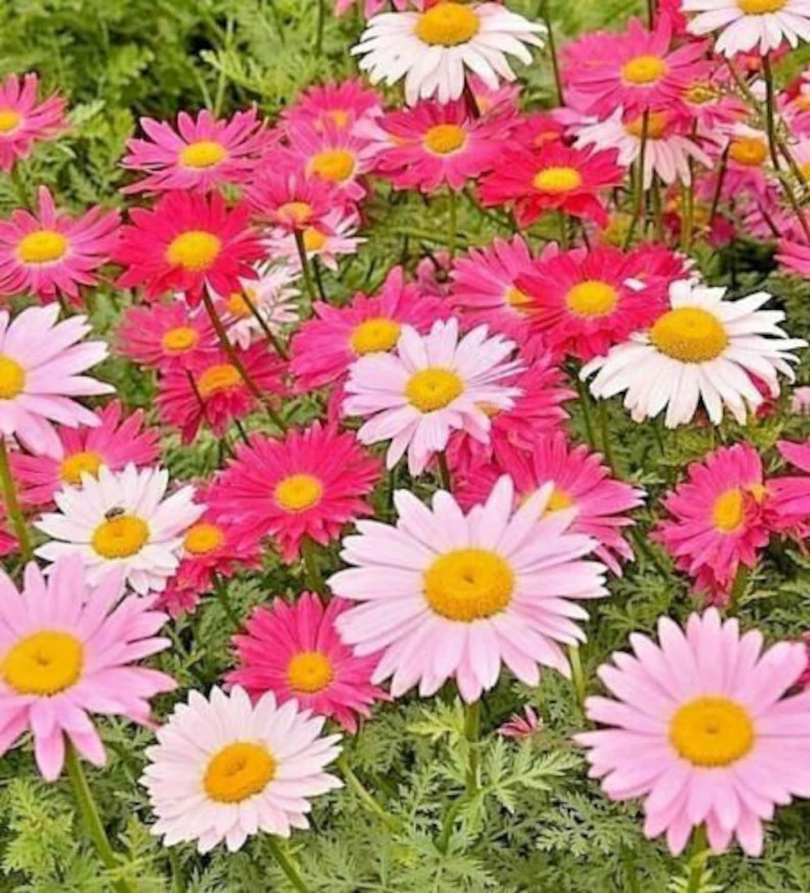 100+ROBINSON'S GIANT MIX Daisy Flower Seeds Perennial Poor Soils Heat ...