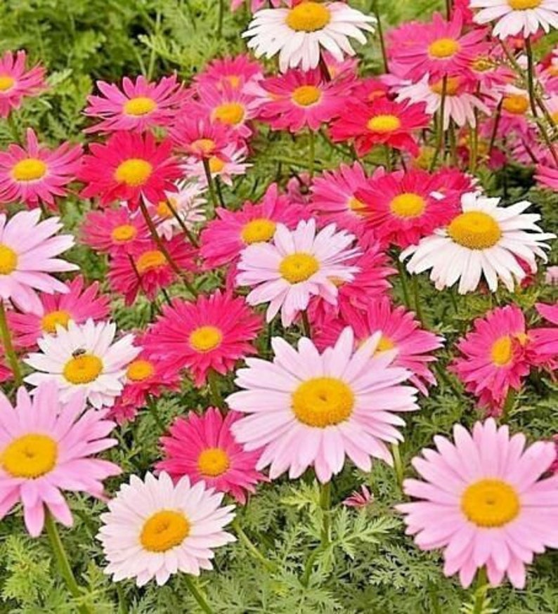 100+ROBINSON'S GIANT MIX Daisy Flower Seeds Perennial Poor Soils Heat ...