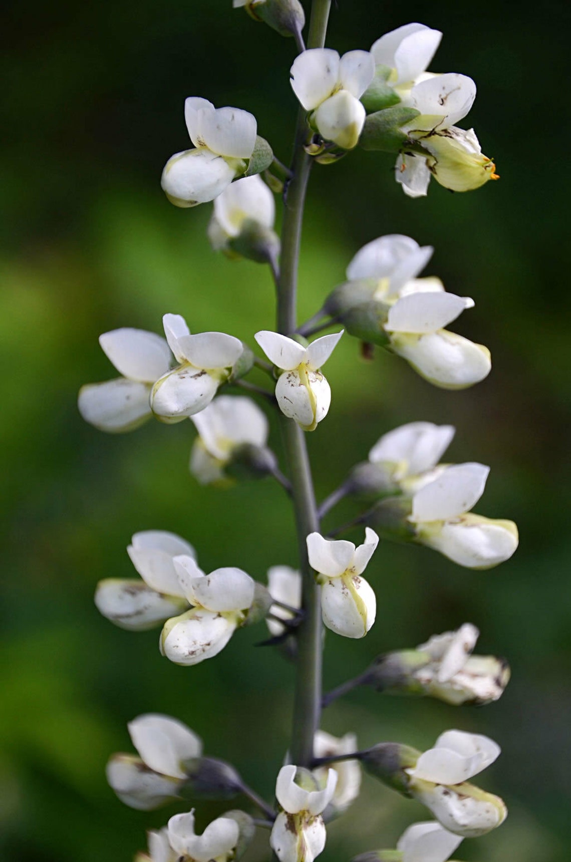 50+WHITE WILD False INDIGO Seeds Native Wildflower Perennial Nitrogen ...
