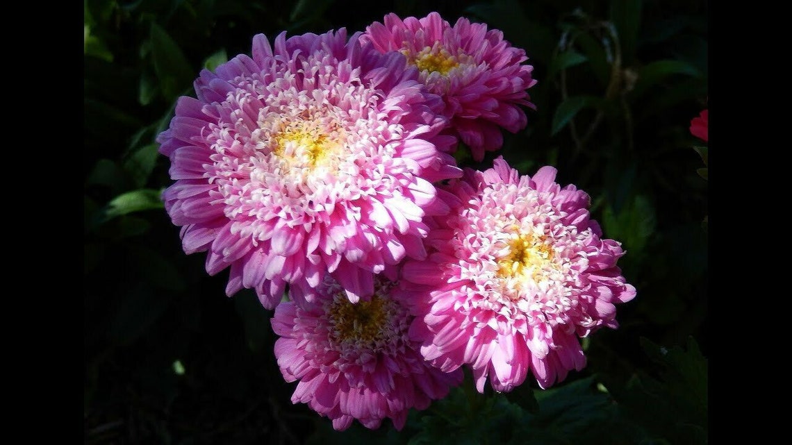 250+CHINA Aster "powder Puff" Mix Seeds Cut Flowers Garden/containers ...
