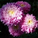250+CHINA Aster "powder Puff" Mix Seeds Cut Flowers Garden/containers ...