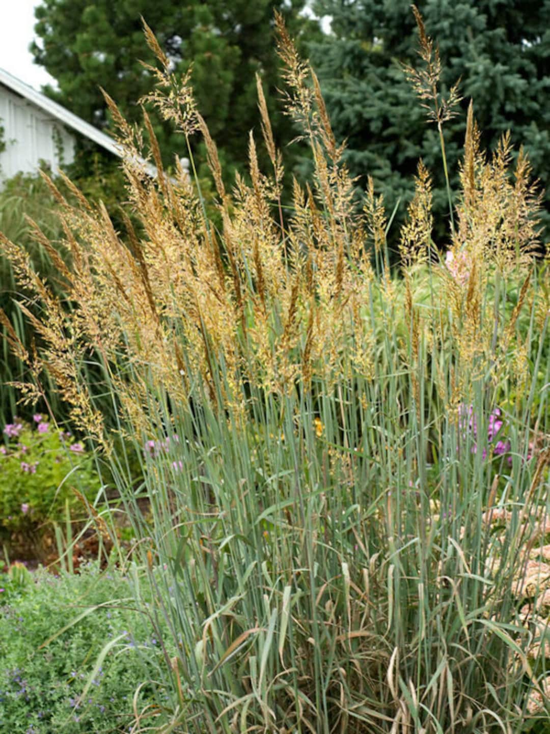 500+INDIAN GRASS Seeds Native Prairie Grass Wildflower Clumping ...