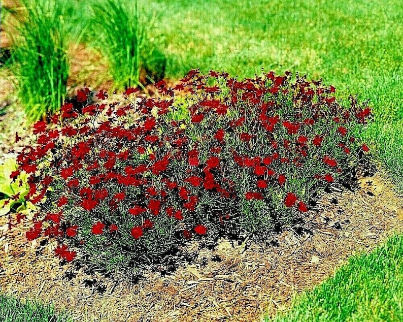 2000dwarf RED PLAINS COREOPSIS Seeds Native Wildflower - Etsy